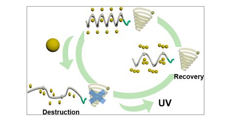 In Situ Regulation Of Microphase Separation Recognized Circularly