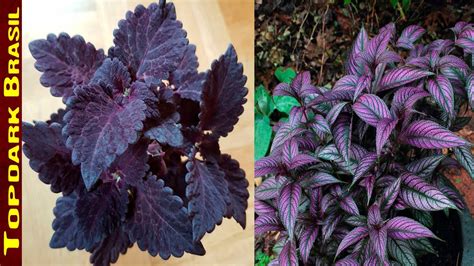 Planta Com Folha Roxa Revoeduca