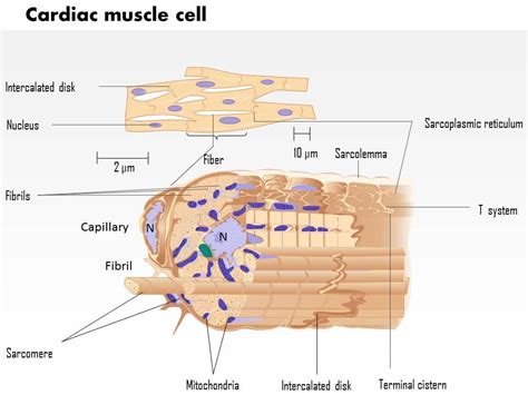 Cardiac Muscle Model