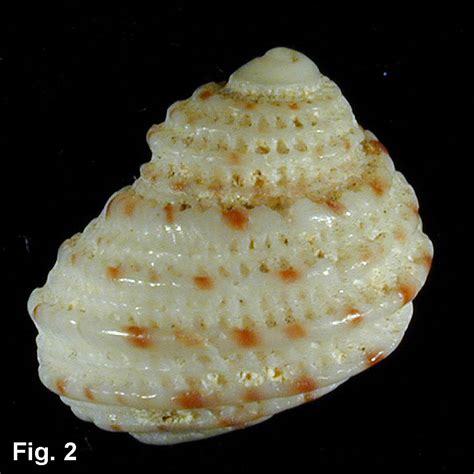 Euchelus Ampullus Tate