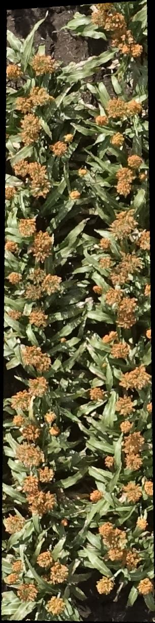 Sorghum Object Detection Dataset And Pre Trained Model By Wei Guo