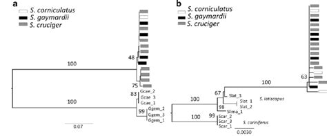 Maximumlikelihood Trees Inferring Phylogenetic Relationship Of Three Download Scientific