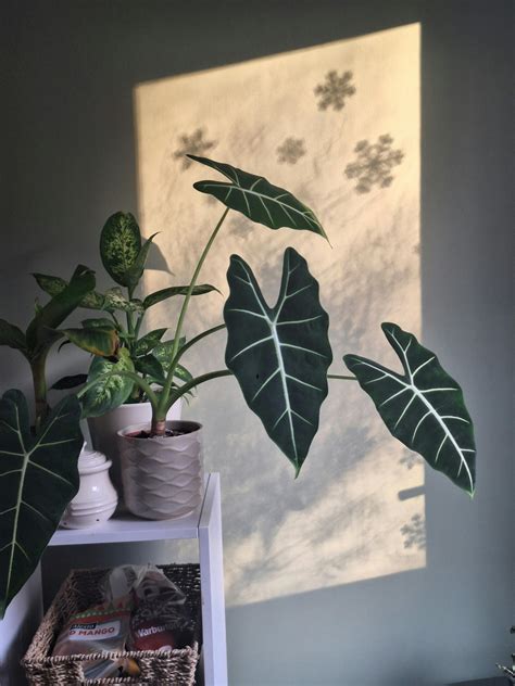 가정 원예 가정의 미학 거주 공간 공장 그림자 관엽식물 배열 그림자 그림자 놀이 나뭇잎 녹색 가정 녹지 도시