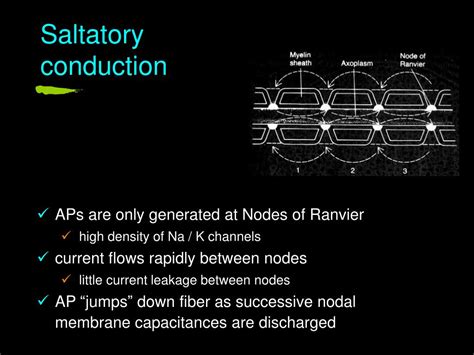 Ppt Action Potential And Propagation Powerpoint Presentation Free