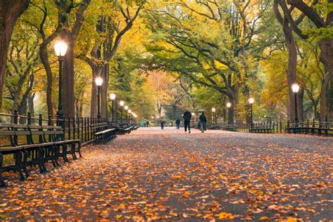 New York In Autumn Leaves