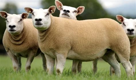 Sheep In Ireland Key Facts And Popular Breeds
