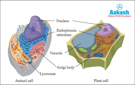 Vacuoles Definition Structure Types Functions And Diagram Molecular