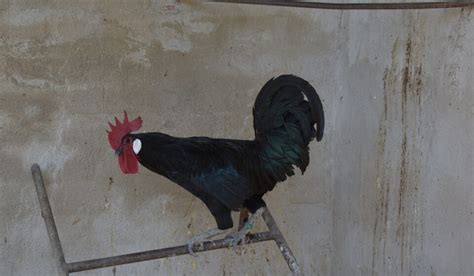 Minorca Chicken Breed Profile The Hip Chick