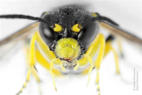 Photo 88475 Tenthredo Zonula