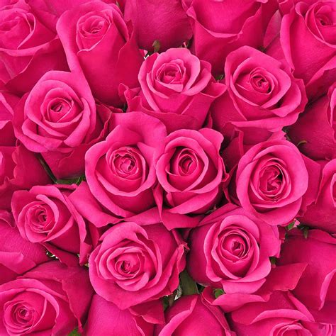 Download Vibrant Dark Pink Roses Closeup  Wallpaper