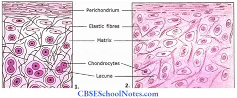 Cartilage Histology Types And Functions Notes Cbse School Notes