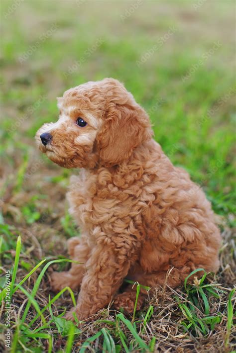 Red Toy Poodle Cute