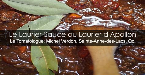 Laurier Sauce Culture En Pot Et Entretien Au Québec