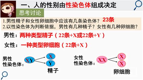 性别和性别决定 课件 共 张PPT 北师大版生物八年级上册 世纪教育网