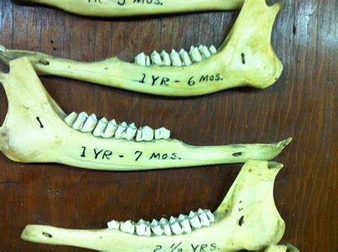 Deer Teeth Age Chart