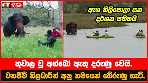 තුවාල වූ අග්බෝ ඇතු දරුණු වෙයි L වනජීවී නිලධාරීන් අනූ නමයෙන් බේරුණු හැටි L ඇග කිලිපොලා යන දර්ශන