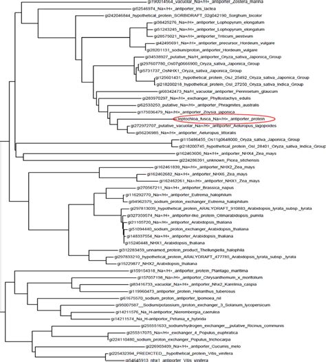 Phylogenic Analysis Based On Full Length Na H Antiporters Nhx
