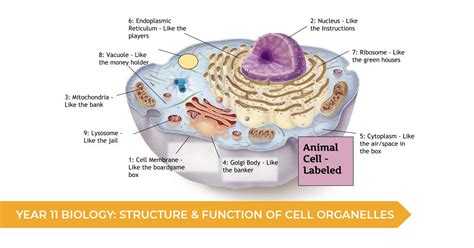 Structure And Function Of A Cell And Its Organelles Eukaryotic Cells