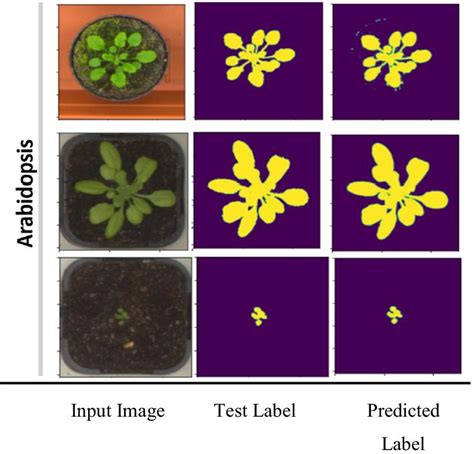 Sample Images With Corresponding Ground Truths And Segmentation Results