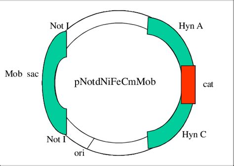 1 Pictorial Representation Of Suicide Plasmid Construction First The