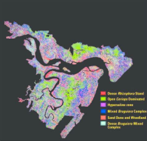 Spectral Angle Mapper Classification Of The Broad Mangrove Associations Download Scientific
