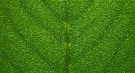 Close Up Of A Leaf Displaying Its Intricate Vein Network The Primary