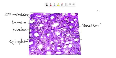 Simple Cuboidal Epithelium Apical Surface 7 Structural Organization In