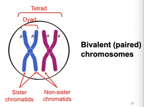 chapter 3 mendelian genetics and single gene inheritance karteikarten