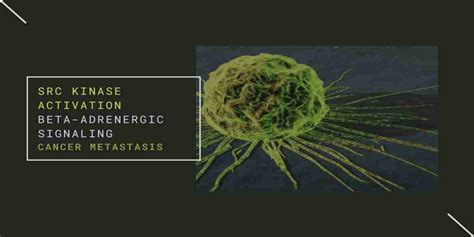 Src Kinase Activation By Beta Adrenergic Signaling In Cancer Cells