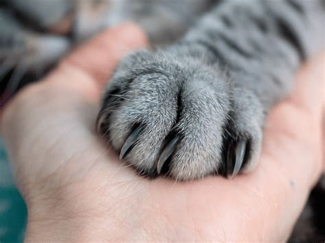 Cat Scratch Fever In Dogs And Cats Signs Prevention And More
