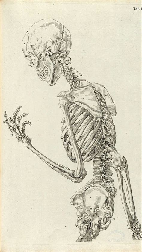 A Drawing Of A Skeleton Holding A Plant In It S Right Hand And Looking Down At The Ground