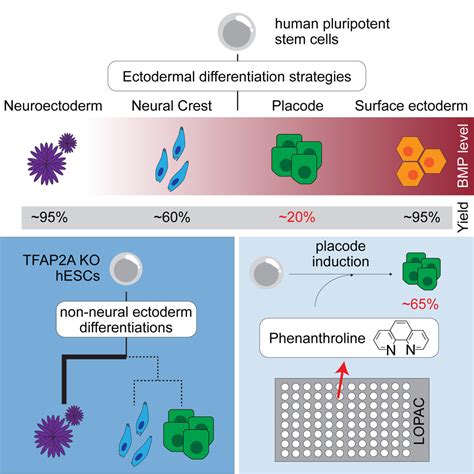 A Modular Platform For Differentiation Of Human Pscs Into All Major