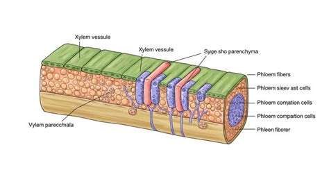 Diagram Of A Plant Stem Cross Section Highlighting Vascular Tissues