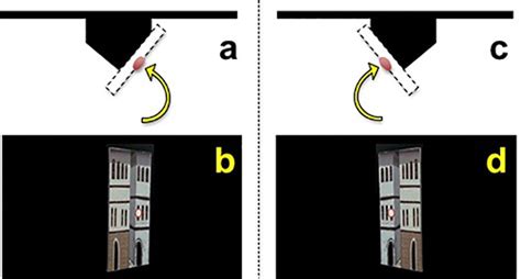The Proper And Reverse Perspective Stimuli A C The Proper Or Download Scientific Diagram