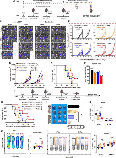 Mitochondrial Metabolic Reprogramming Of Macrophages And T Cells