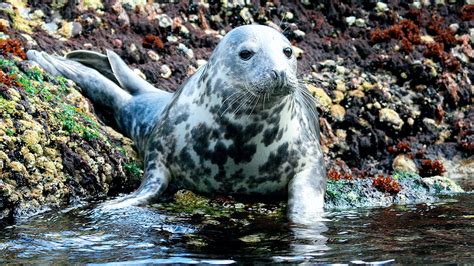 Types Of Seal And The Best Places To Spot Them From Your Boat In The UK