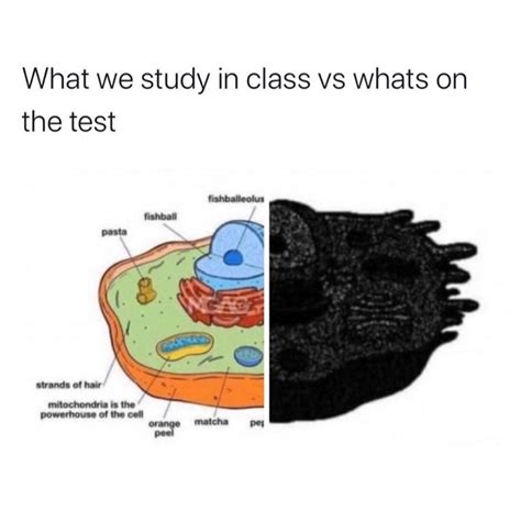 What We Study In Class Vs Whats On The Test Funny