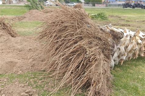 Palm Tree Roots How Deep Are They Are They Problematic