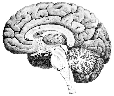 Module Cerebral Cortex Diagram Quizlet Module Cerebral Cortex Diagram Quizlet