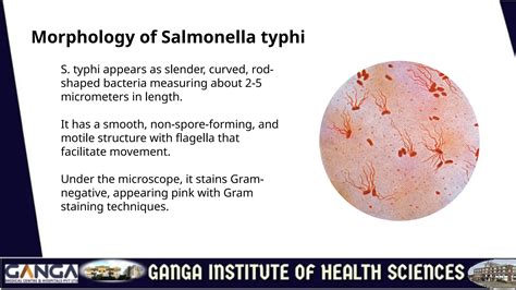 Salmonella Typhi Morphology Cultural Characteristics Pathogenesis