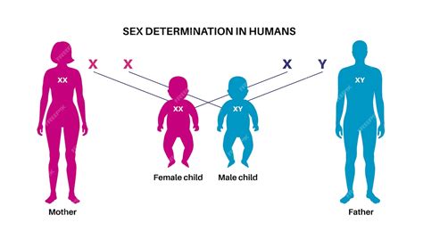 Premium Vector Sex Determination In Humans Male And Female Sperm And