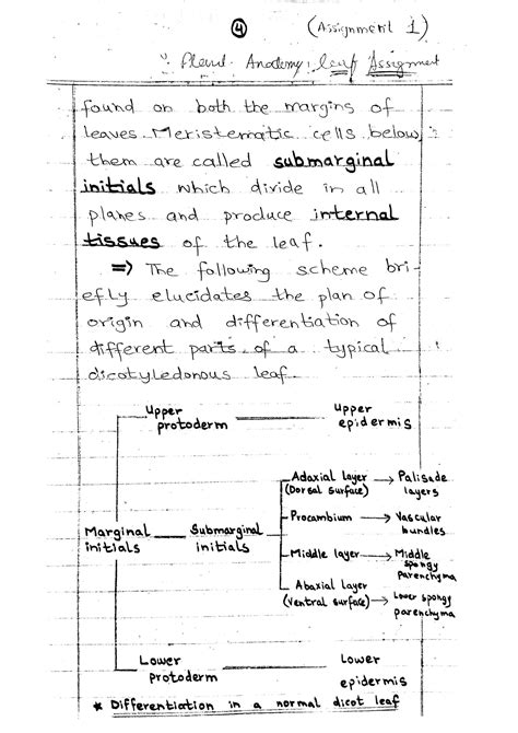 Solution Plant Anatomy Leaf Studypool