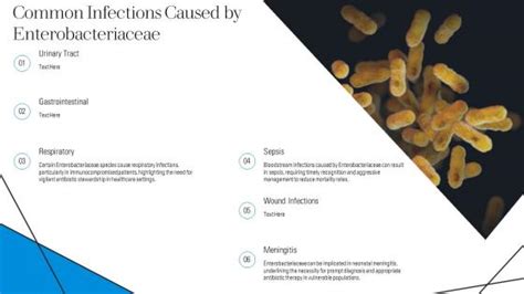 Enterobacteriaceae Infections Powerpoint Presentation And Slides Ppt Presentation Slideteam