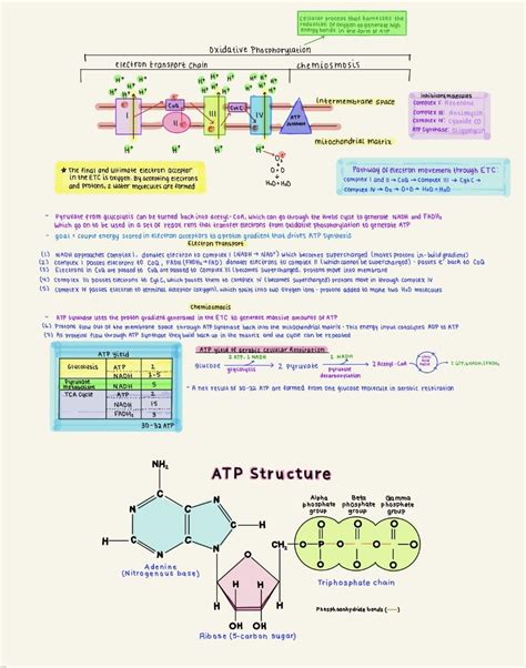 Understanding ATP Yield