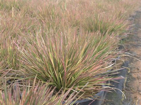 Deschampsia Cespitosa Northern Lights [ Tufted Hair Grass ] 18 24in