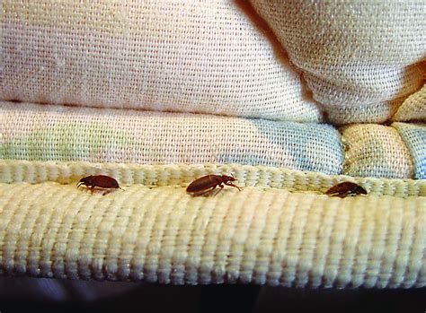 Back To School Pests Bed Bugs Mosquitoes And Ticks