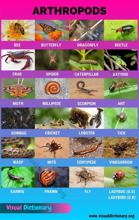 Arthropods In English Common Names And Real Life Examples Esl Teachers