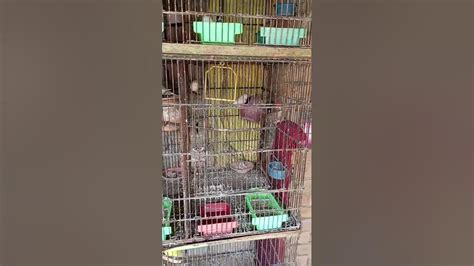 My Birds Setup In Mitru Tehsil Mailsi My Birds Setup Mitru Mailsi