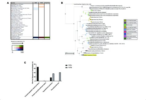 In Silico Sequence Analysis Of Fnta And Fntb In Bacteria A String