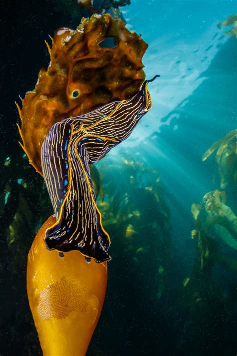 About California Divers In Particular Mourning The Conception Dive